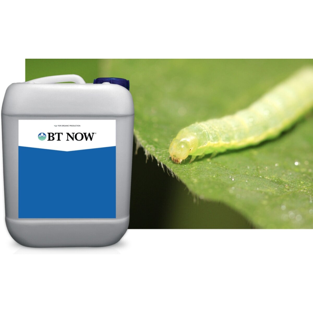 BT NOW Liquid Btk Biological Insecticide (OMRI) 1 gal | SiteOne