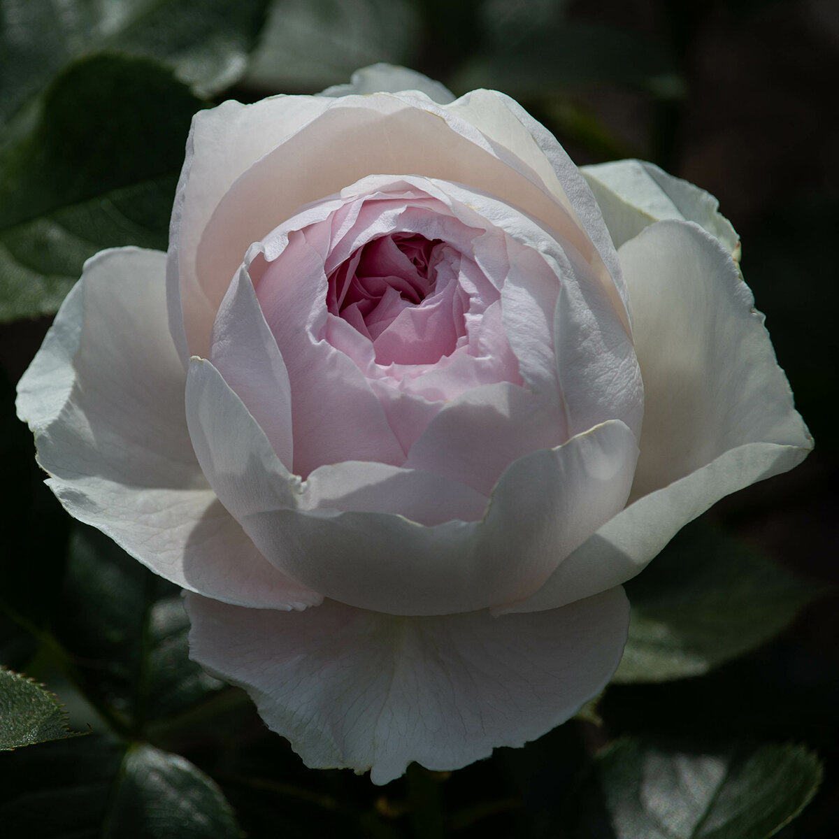 Rosa Floribunda Parfuma Earth Angel Rose | SiteOne