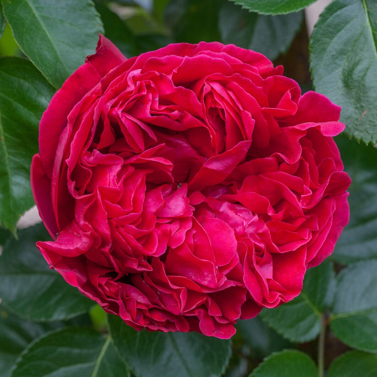 Rosa X Eden Climber Red Climbing Rose | SiteOne US