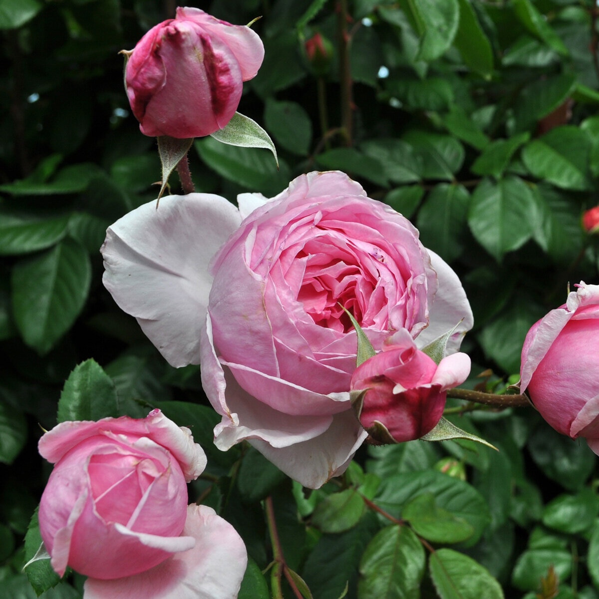 Rosa X Arborose Kiss Me Kate Climbing Rose | SiteOne US