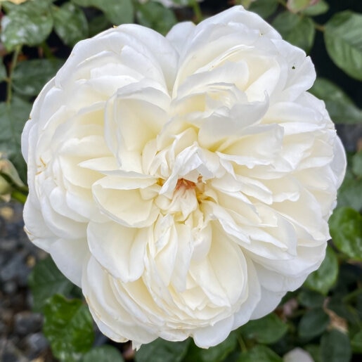 Rosa Floribunda Romantica Bolero Rose | SiteOne US