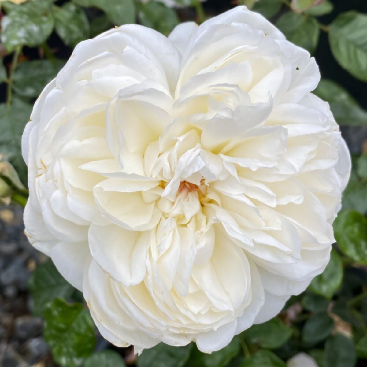 Rosa Floribunda Romantica Bolero Rose | SiteOne