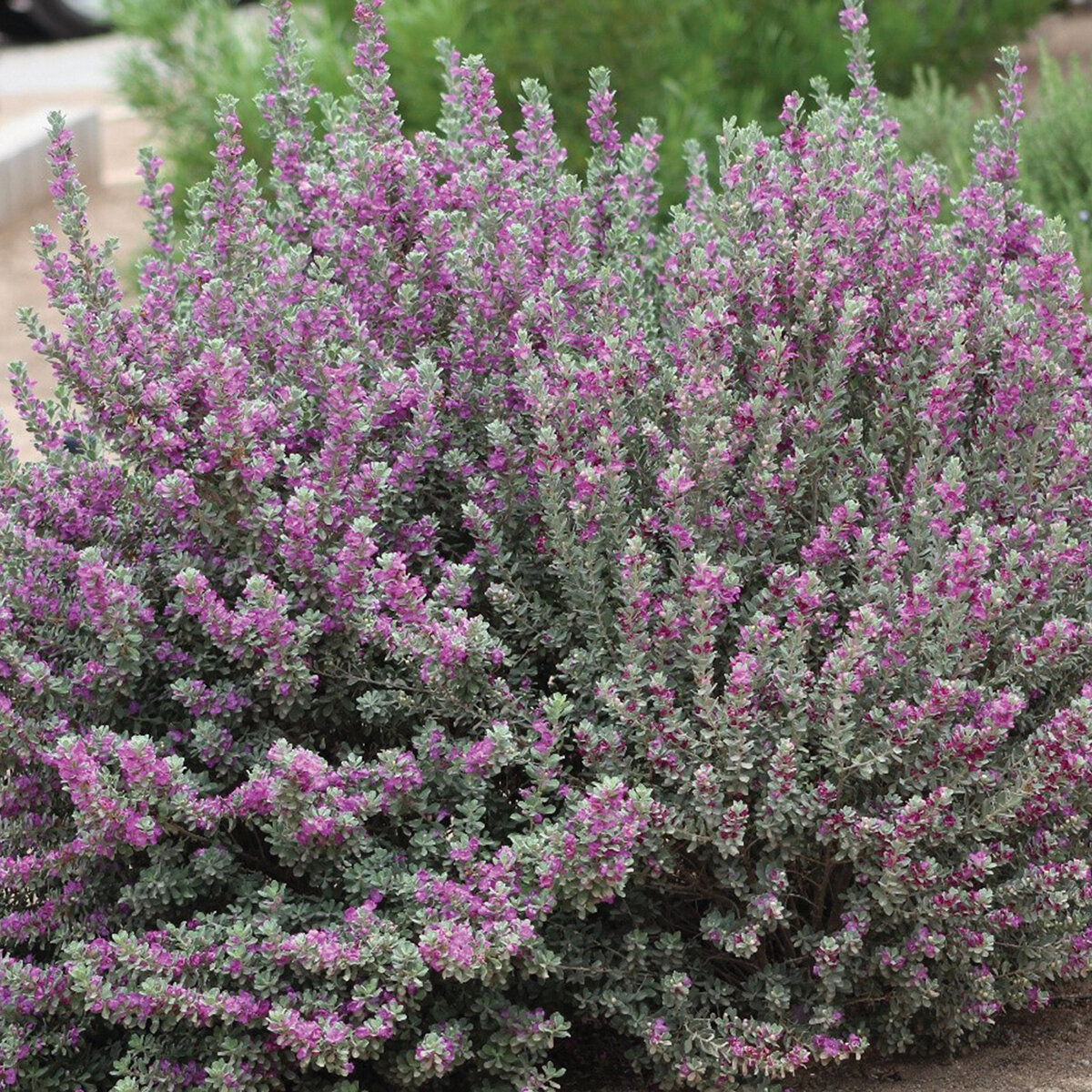 Leucophyllum Frutescens San Antonio Rose Texas Sage | SiteOne US