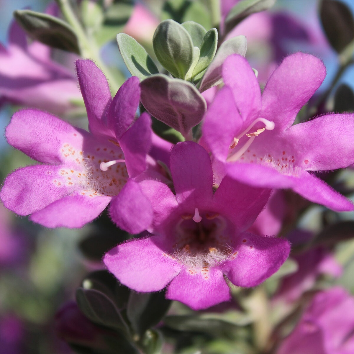 Leucophyllum Frutescens San Antonio Rose Texas Sage | SiteOne US