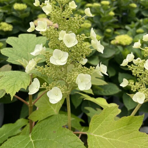 Hydrangea Quercifolia Toy Soldier Oakleaf Hydrangea | SiteOne US