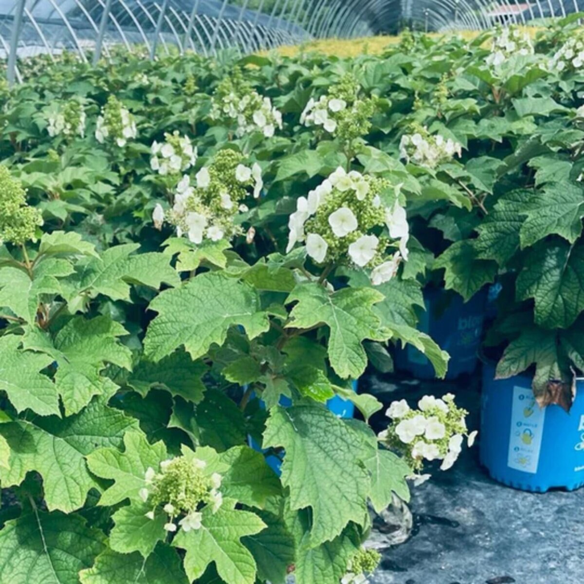 Hydrangea Quercifolia Toy Soldier Oakleaf Hydrangea | SiteOne US