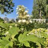 Hydrangea Quercifolia Toy Soldier Oakleaf Hydrangea | SiteOne US
