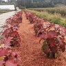 Hydrangea Quercifolia Toy Soldier Oakleaf Hydrangea | SiteOne US