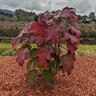 Hydrangea Quercifolia Toy Soldier Oakleaf Hydrangea | SiteOne US