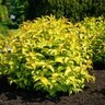 Diervilla sessilifolia Firefly Bush Honeysuckle | SiteOne US