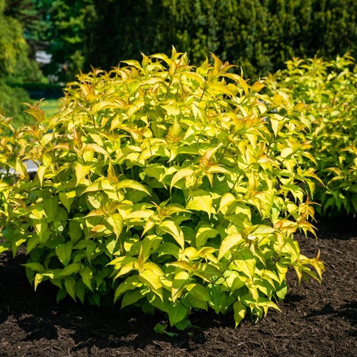 Diervilla sessilifolia Firefly Bush Honeysuckle | SiteOne US
