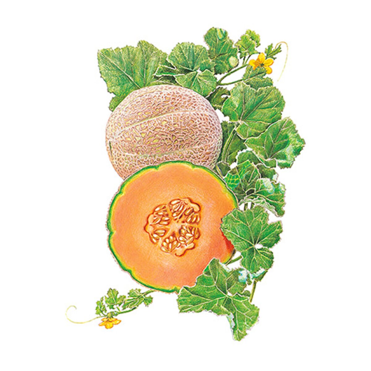 Melon Vegetable Seed Hearts of Gold Organic 1 gm | SiteOne US