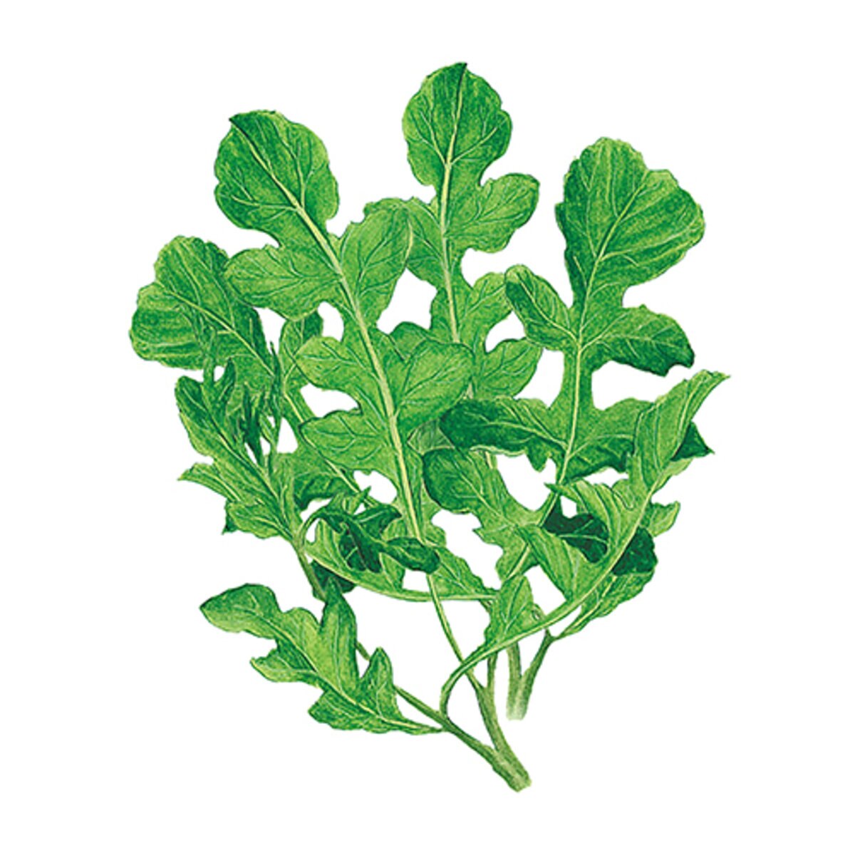 Arugula Vegetable Seed Rocket Organic Large Packet 3 gm | SiteOne US