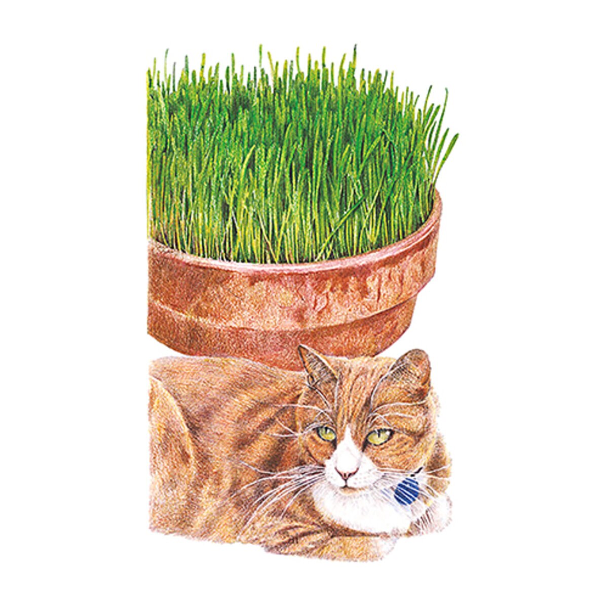 Cat Grass Herb Seed 45 gm | SiteOne US
