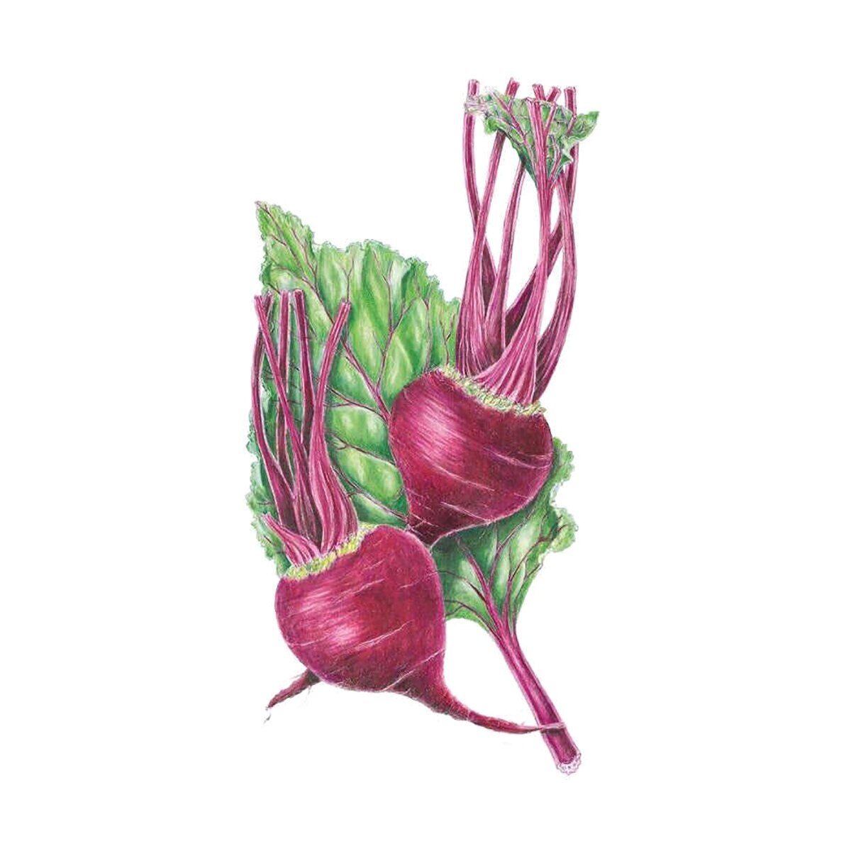 Beet Red Vegetable Seed Early Wonder Organic 2 gm | SiteOne US