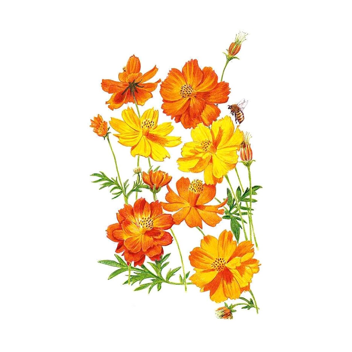 Cosmos Diablo Organic Flower Seed 500 mg | SiteOne US
