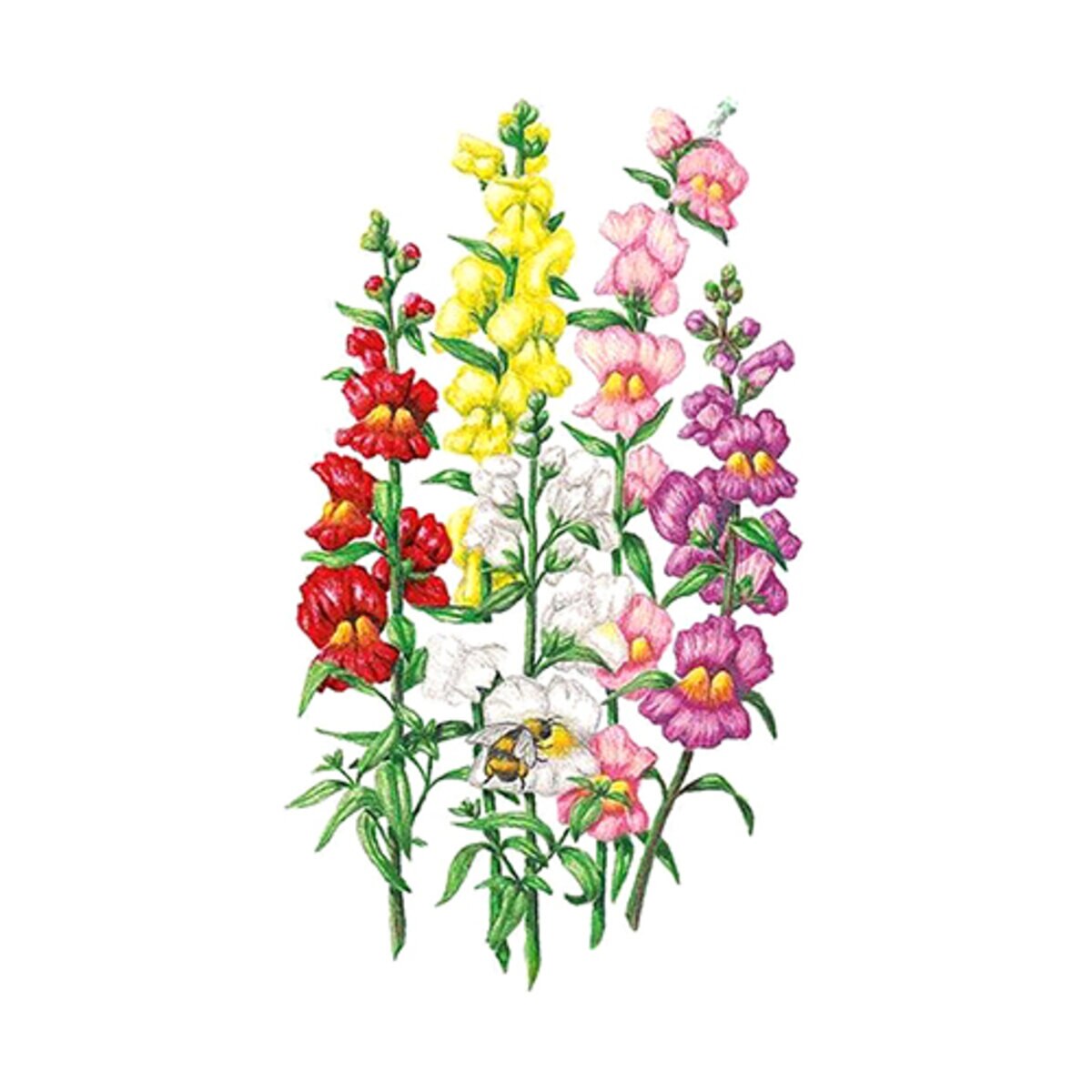 Snapdragon Flower Sed Tall Maximum Org 200 mg | SiteOne US