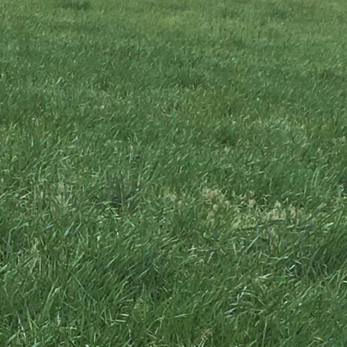 Dryland Pasture Mix (lb) | SiteOne US