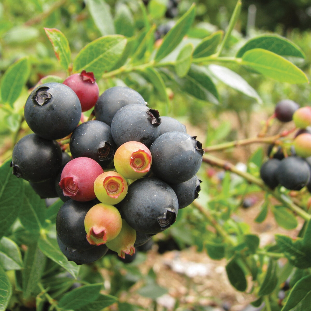 Vaccinium X BerryBux (Blueberry Glaze) Bushel and Berry Bluberry | SiteOne