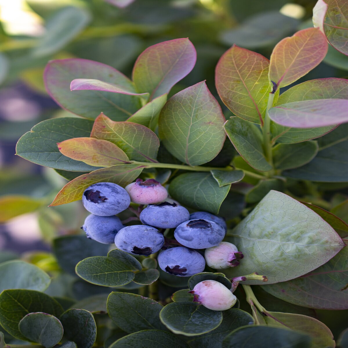 Vaccinium X Silver Dollar Bushel & Berry Blueberry | SiteOne US