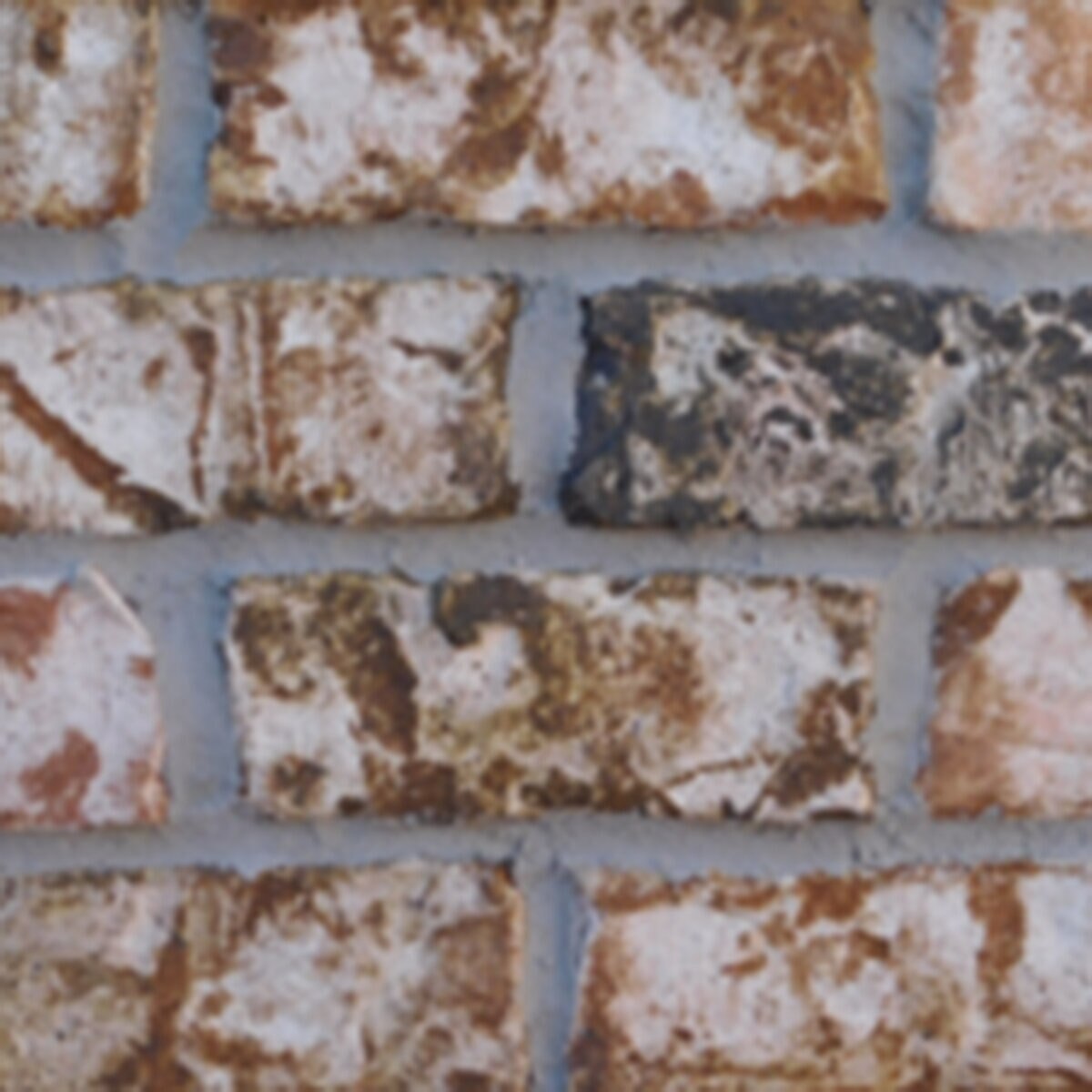 Cedar Creek Queen Thin Brick ABbey Corners 7 - 5/8 in. X 2 - 3/4 in. (4 ...