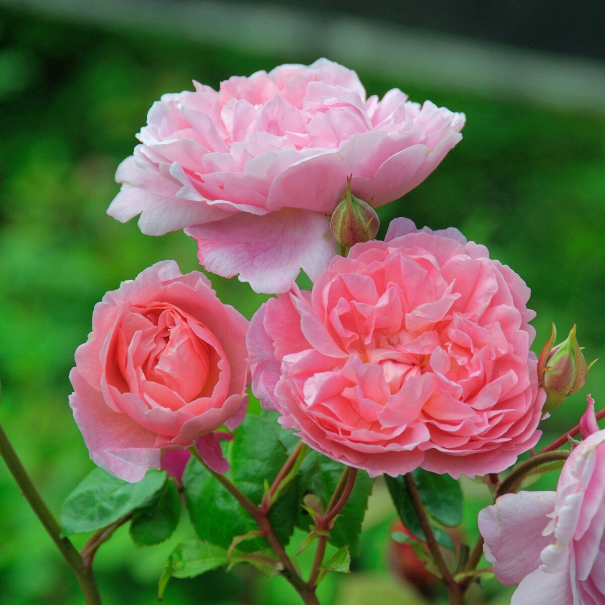 Rosa X Strawberry Hill David Austin English Climbing Rose | SiteOne US