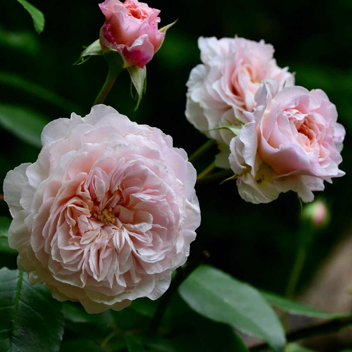 Rosa X The Albrighton Rambler David Austin English Rambling Rose | SiteOne