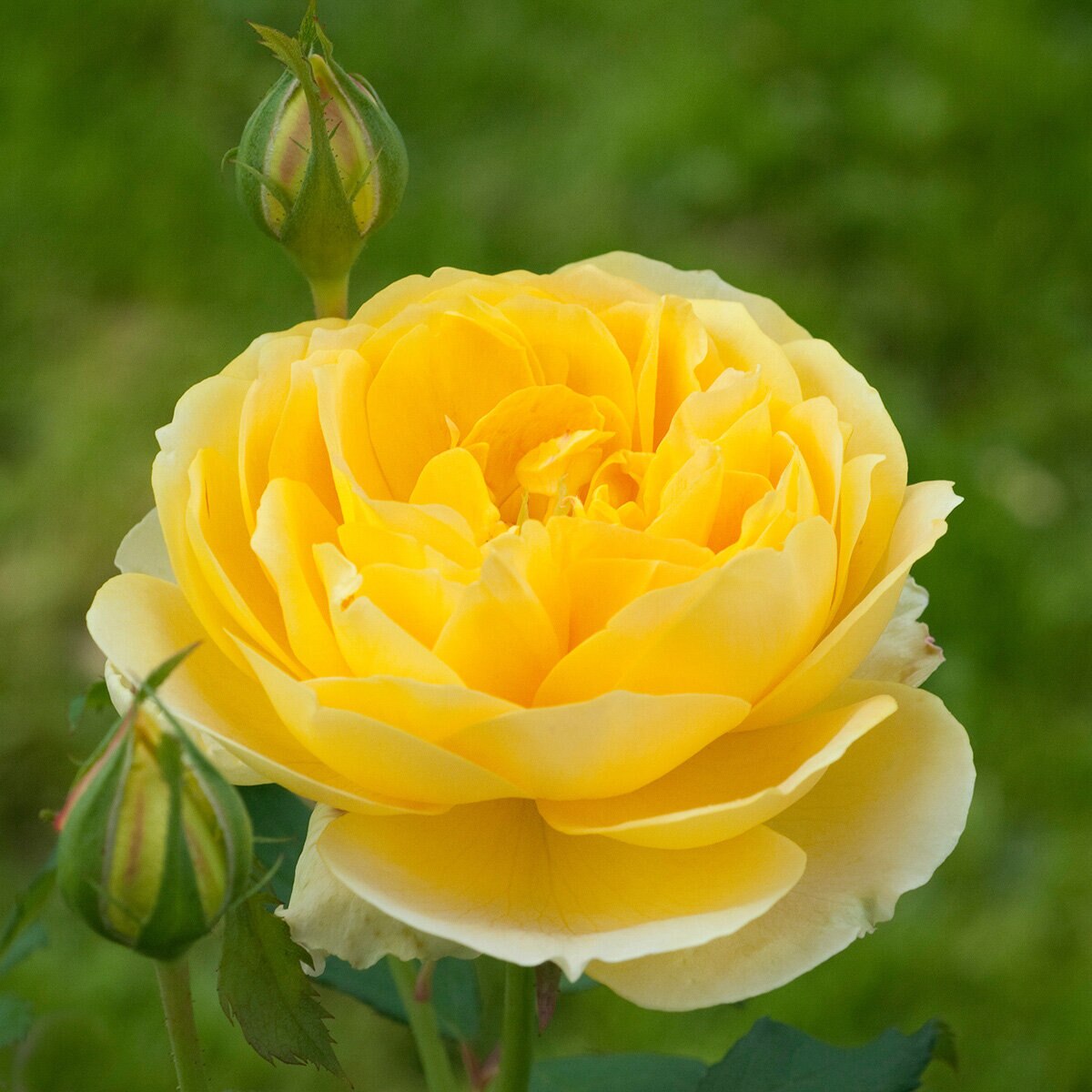 Rosa X Molineux David Austin English Shrub Rose | SiteOne US