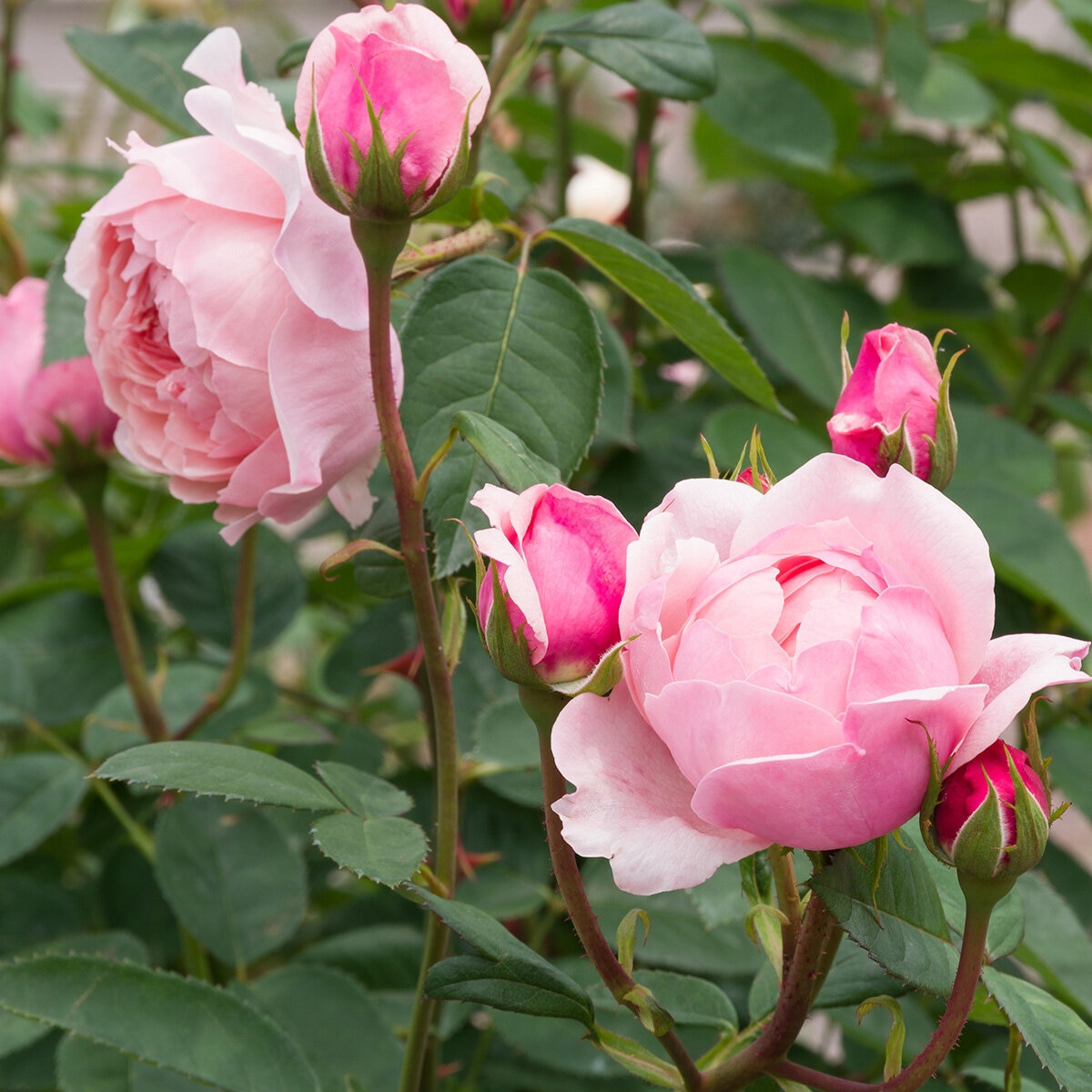 Rosa X The Alnwick Rose David Austin English Shrub Rose | SiteOne US