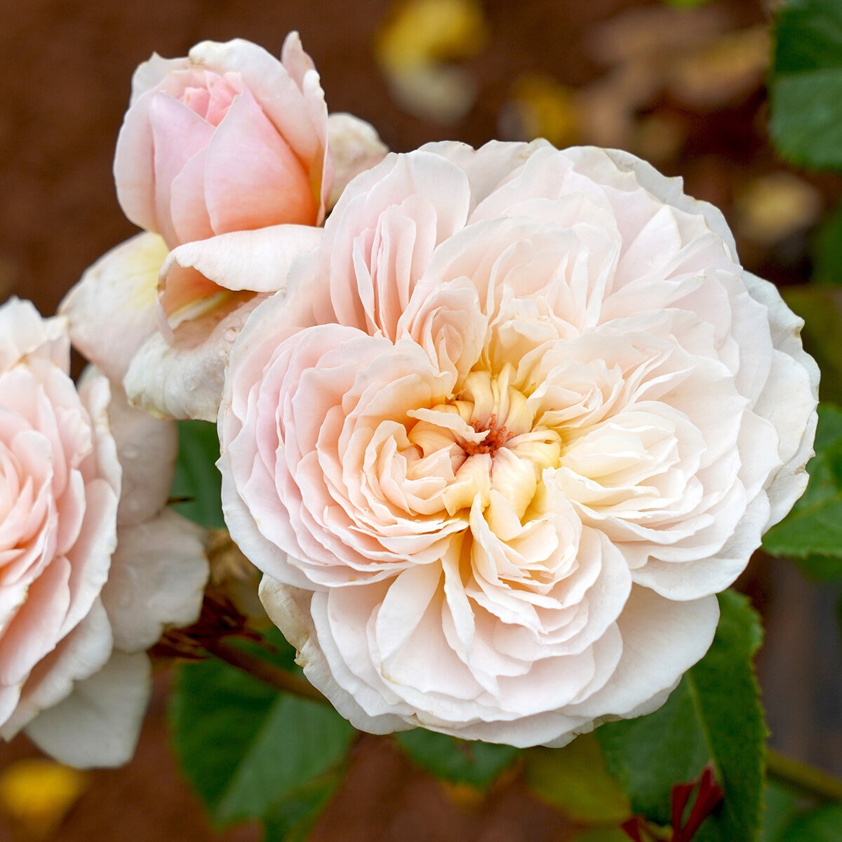 Rosa X Emily Bronte David Austin English Shrub Rose | SiteOne US