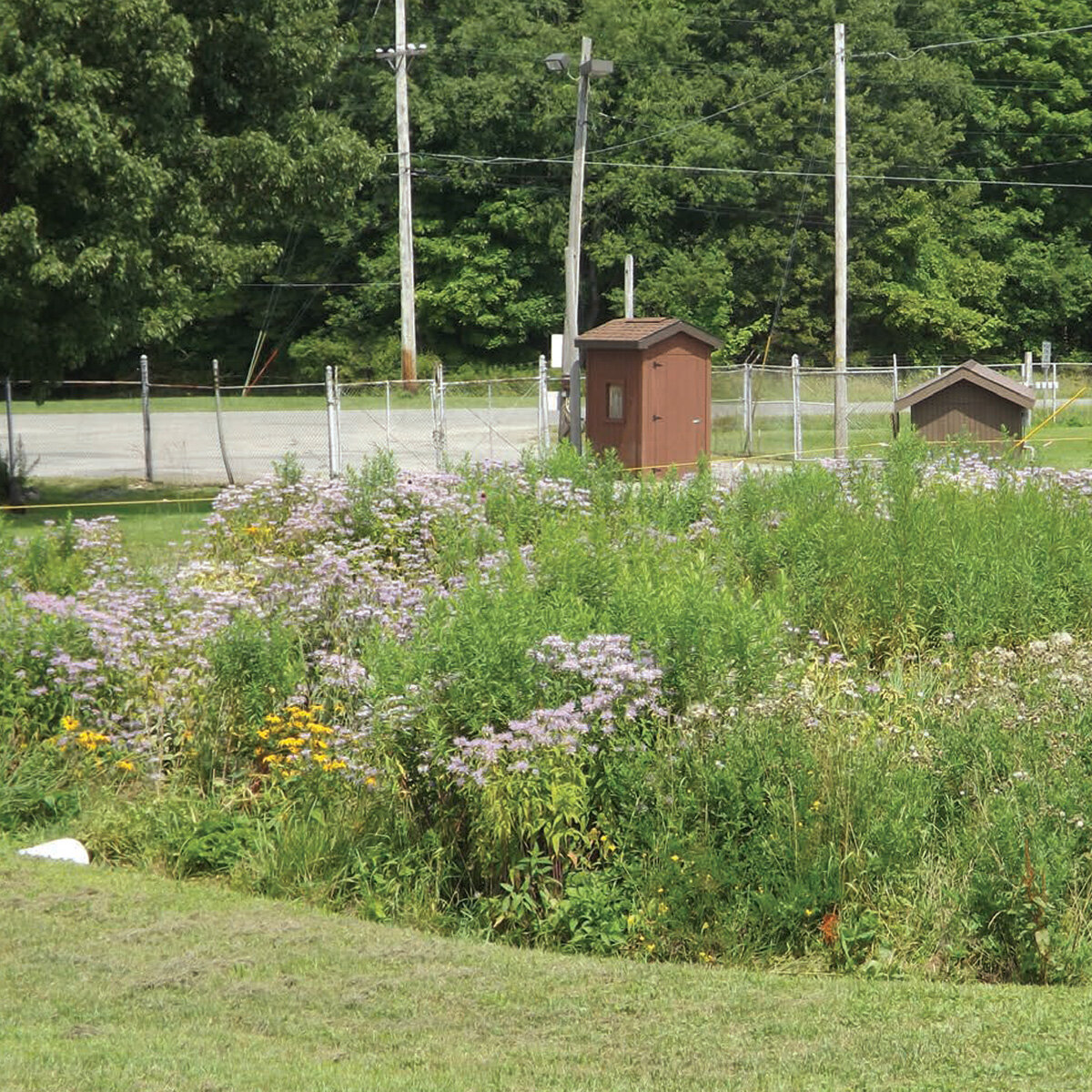 Rain Garden Seed Mix (lb) | SiteOne US