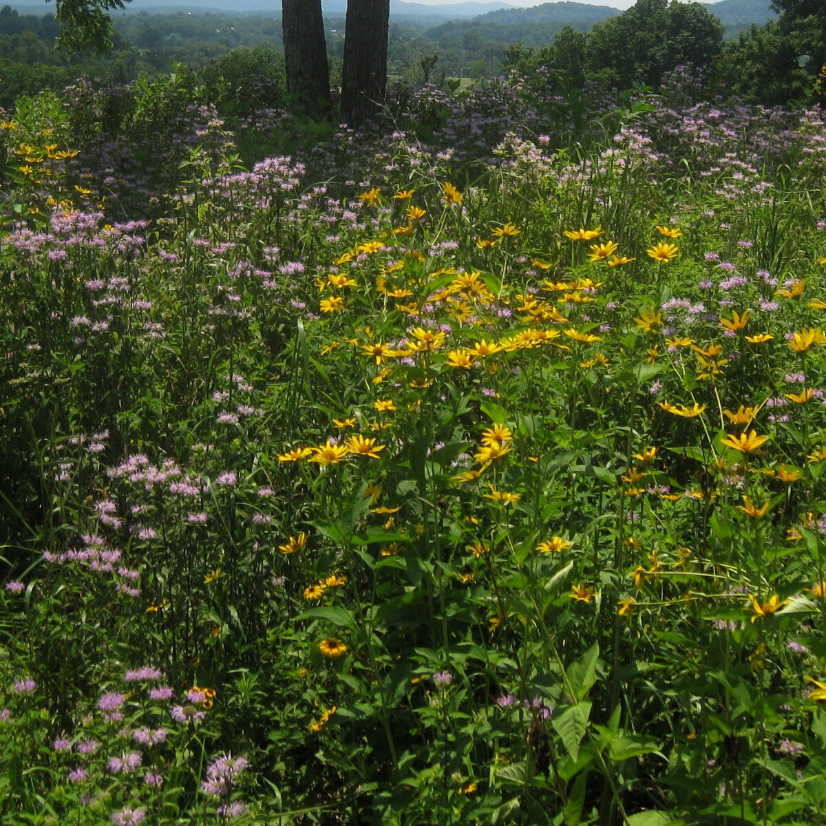 Mesic to Dry Native Pollinator Seed Mix (lb) | SiteOne US