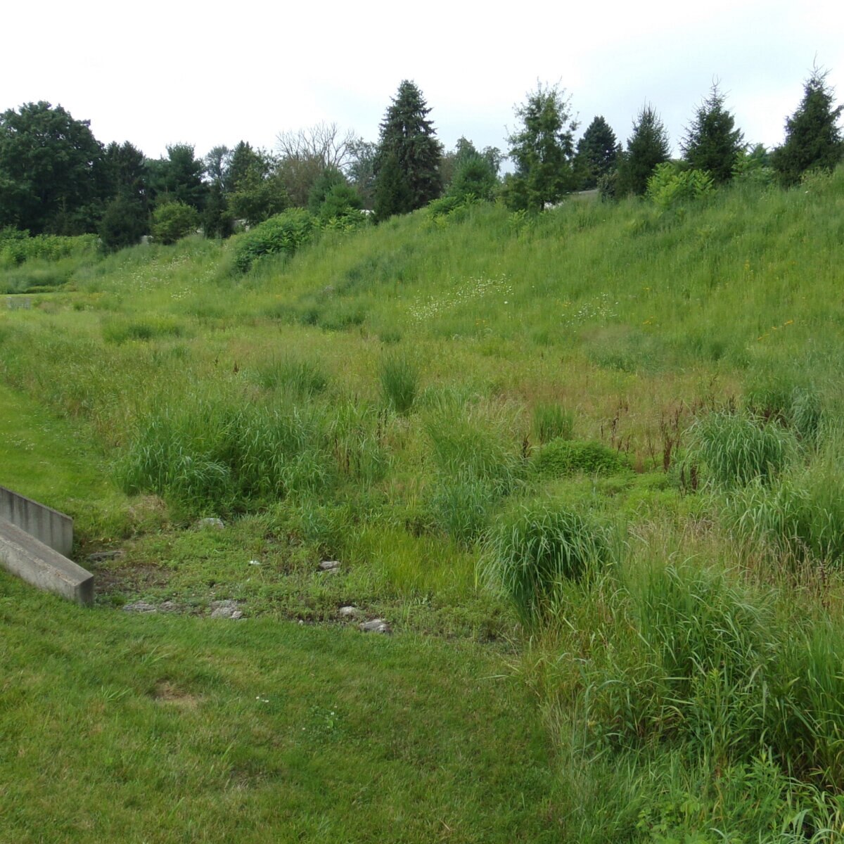 Retention Basin Wildlife Seed Mix (lb) | SiteOne US