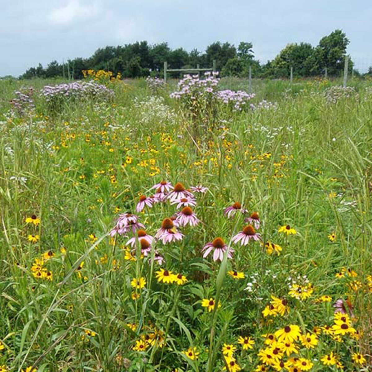 Custom Pollinator Seed Mix 1 lb. | SiteOne