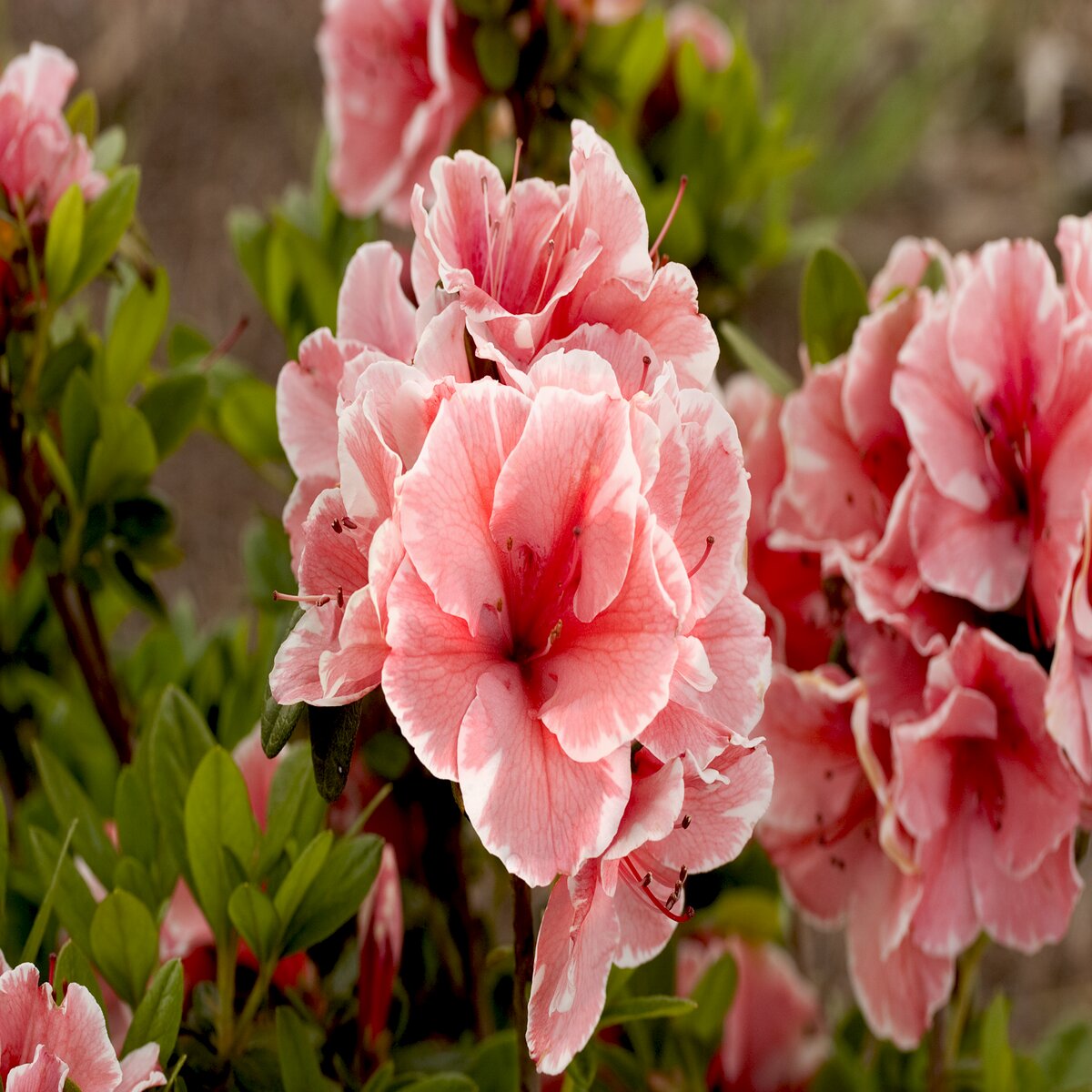 Rhododendron x Autumn Sunburst Encore Azalea | SiteOne US