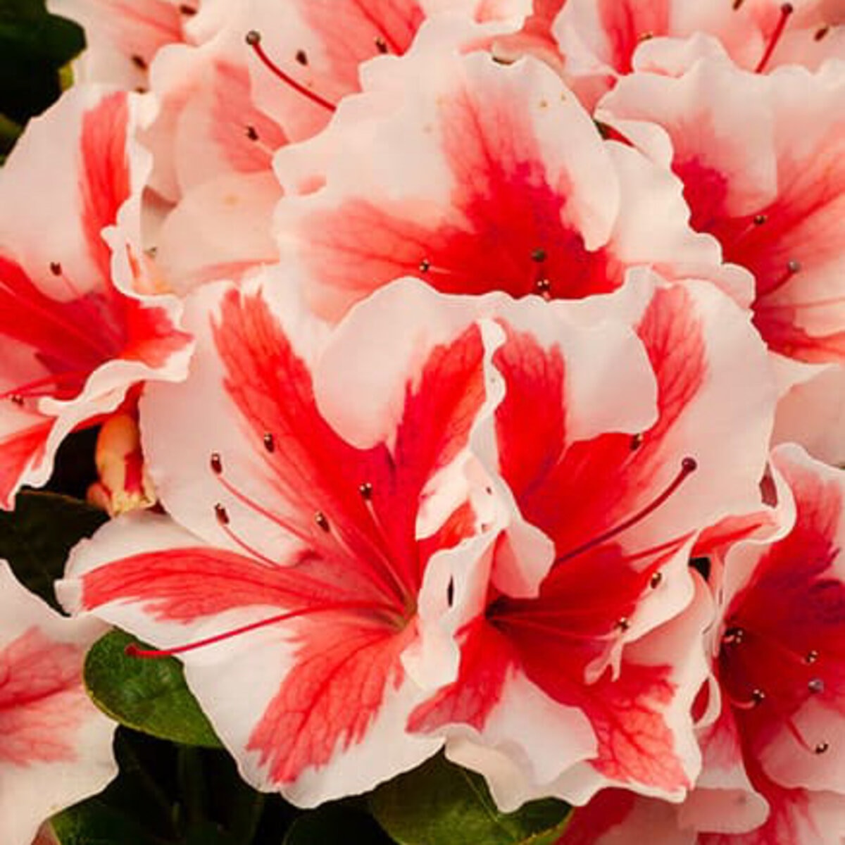 Rhododendron x Autumn Starburst Encore Azalea | SiteOne US