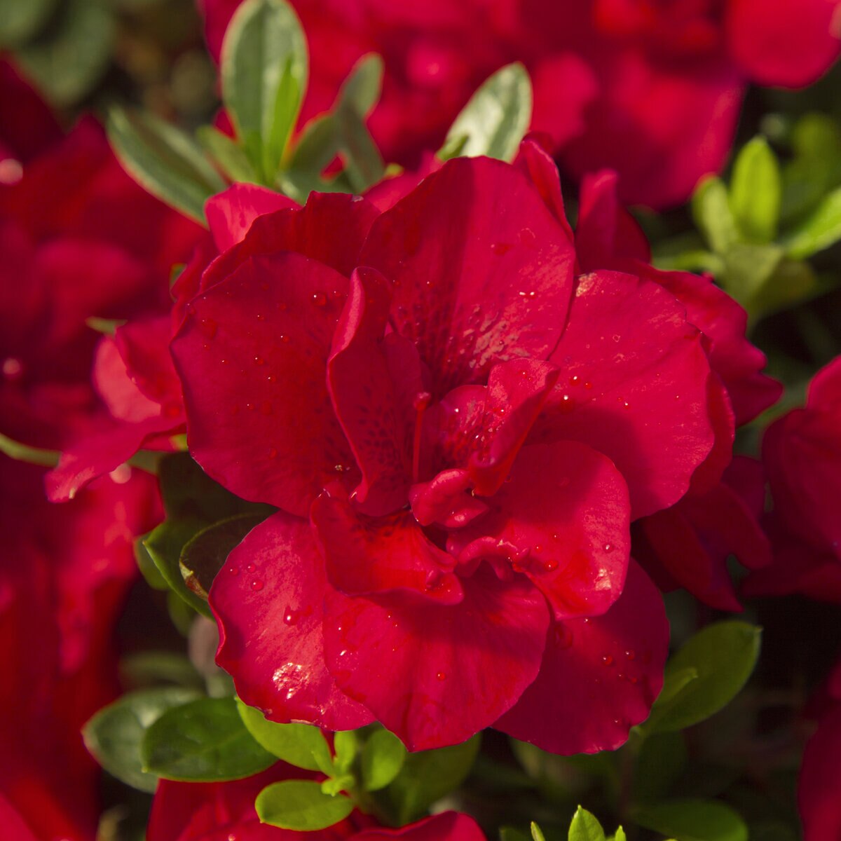 Rhododendron X Robleza Autumn Bonfire Encore Azalea | SiteOne US