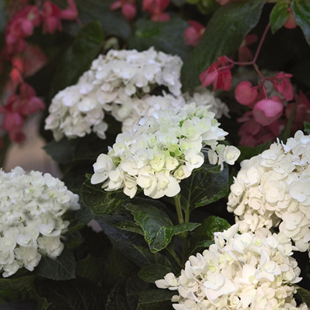 Hydrangea Macrophylla Blushing Bride Endless Summer Big Leaf Hydrangea ...