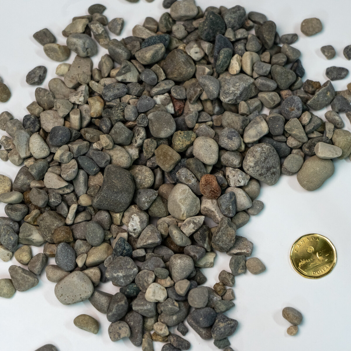 FEBCO 765 Pressure Vacuum Breaker w/ Ball Valves 1-1/2 in. Bronze w ...