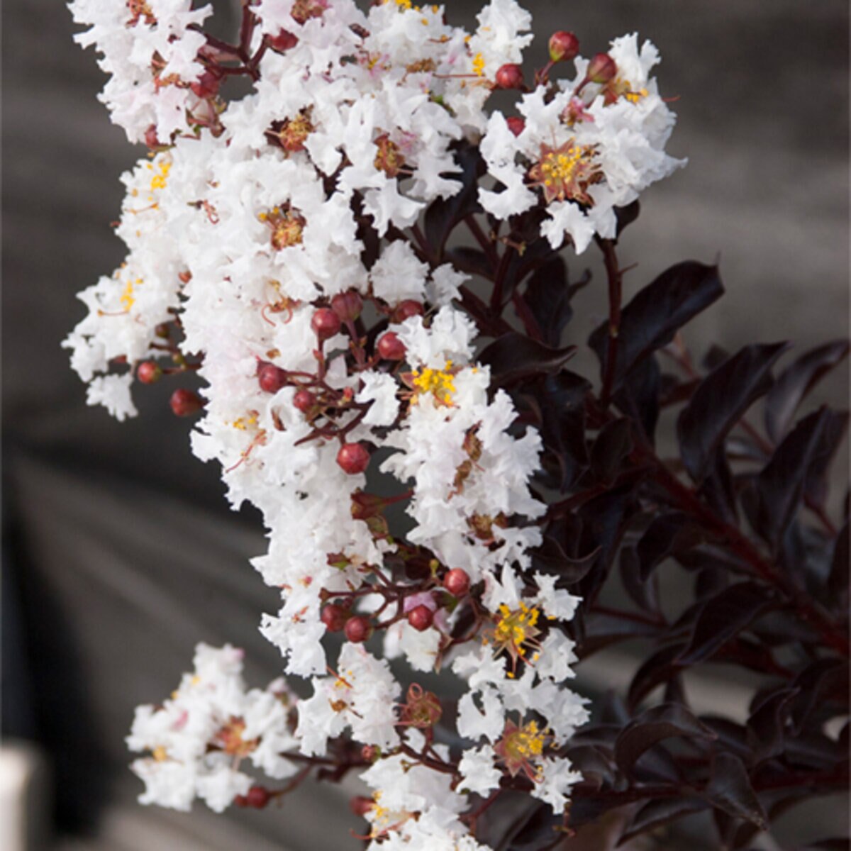 Lagerstroemia Indica Moonlight Magic Crape Myrtle | SiteOne US