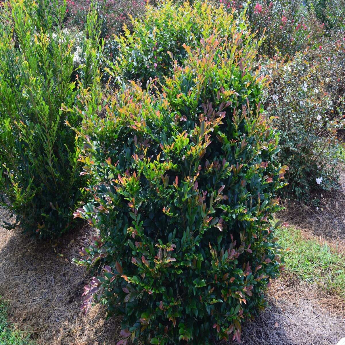 Distylium X Linebacker Distylium | SiteOne US