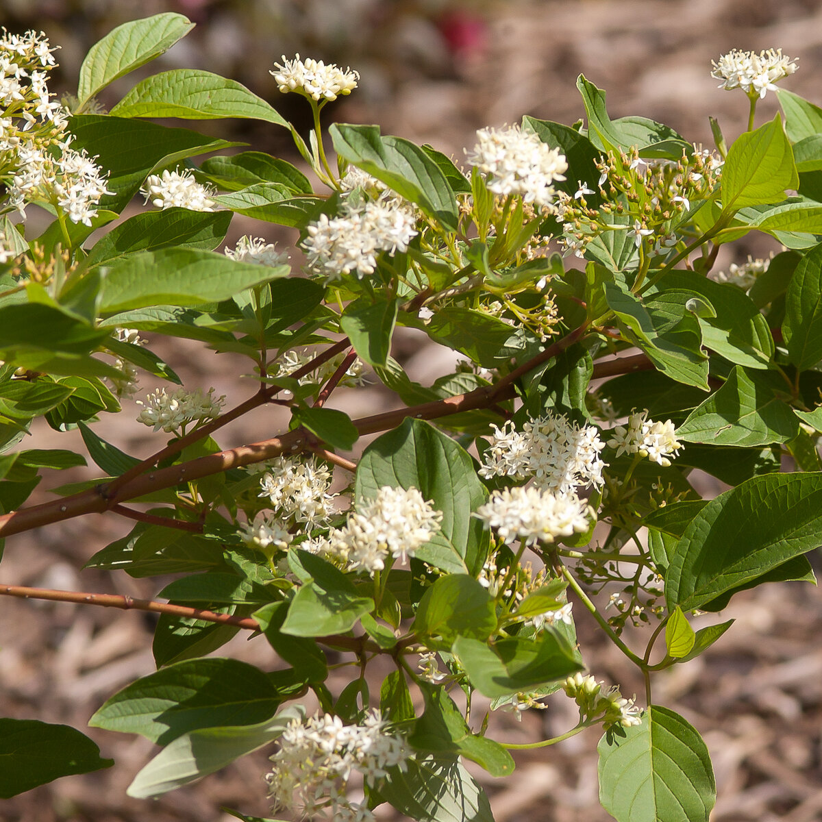 Cornus sericea Firedance First Editions Red Twig Dogwood | SiteOne US