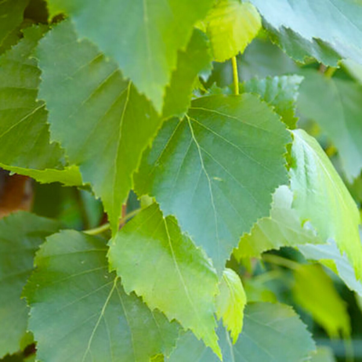 Betula Platyphylla Parkland Pillar Asian White Birch | SiteOne US