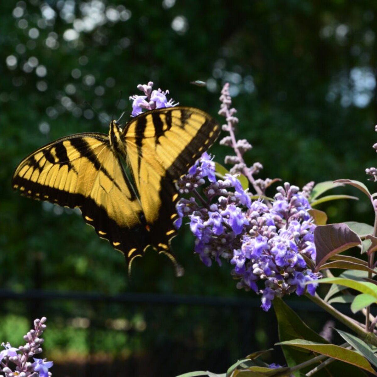 Vitex Angus-Castus Flip Side Chastetree | SiteOne US