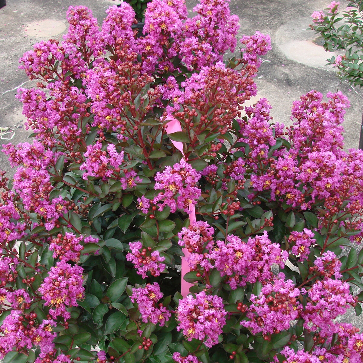 Lagerstroemia X Enduring Summer Lavender Crape Myrtle | SiteOne