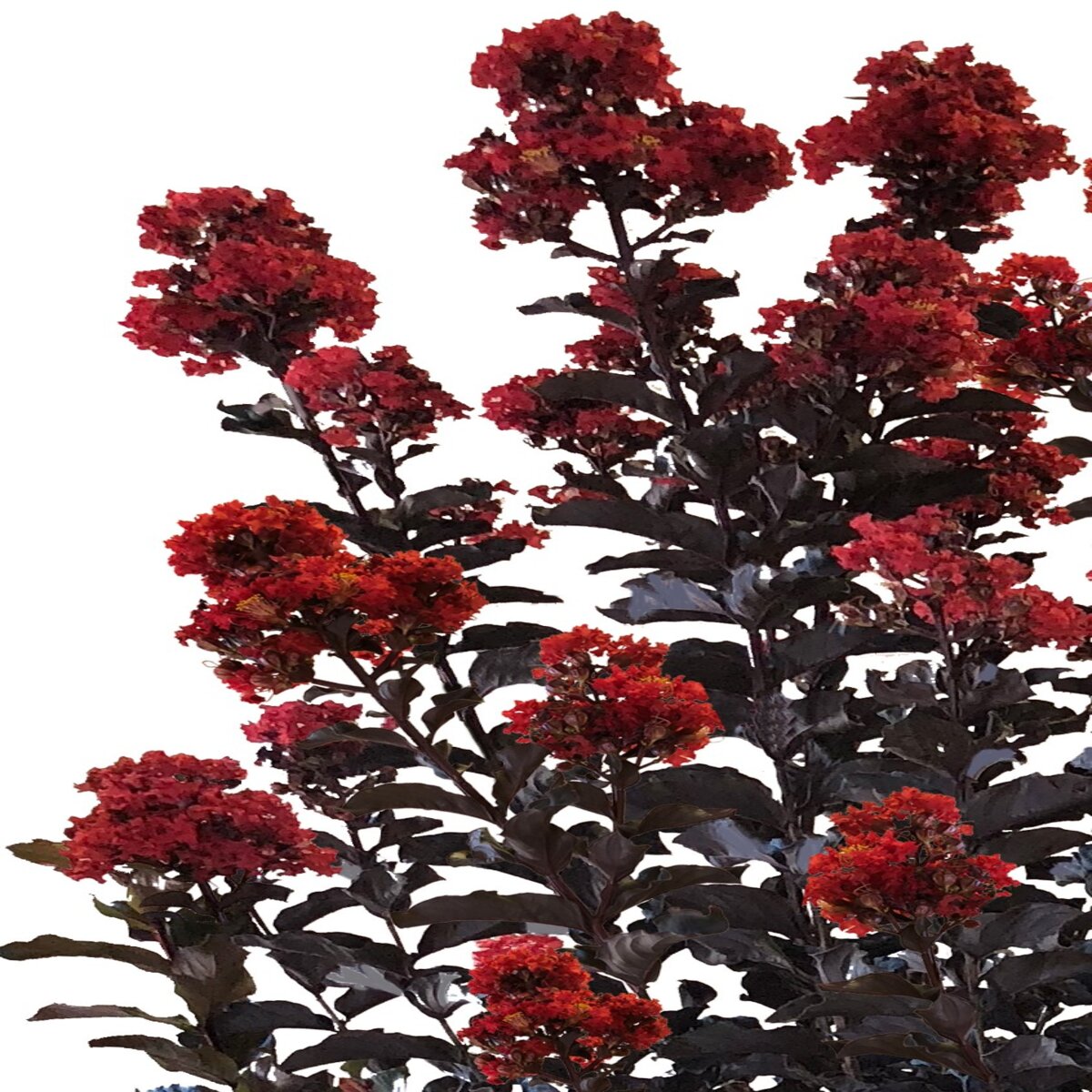 Lagerstroemia X Thunderstruck Ruby Crape Myrtle | SiteOne US