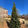 Ilex x Monarch Holly | SiteOne US