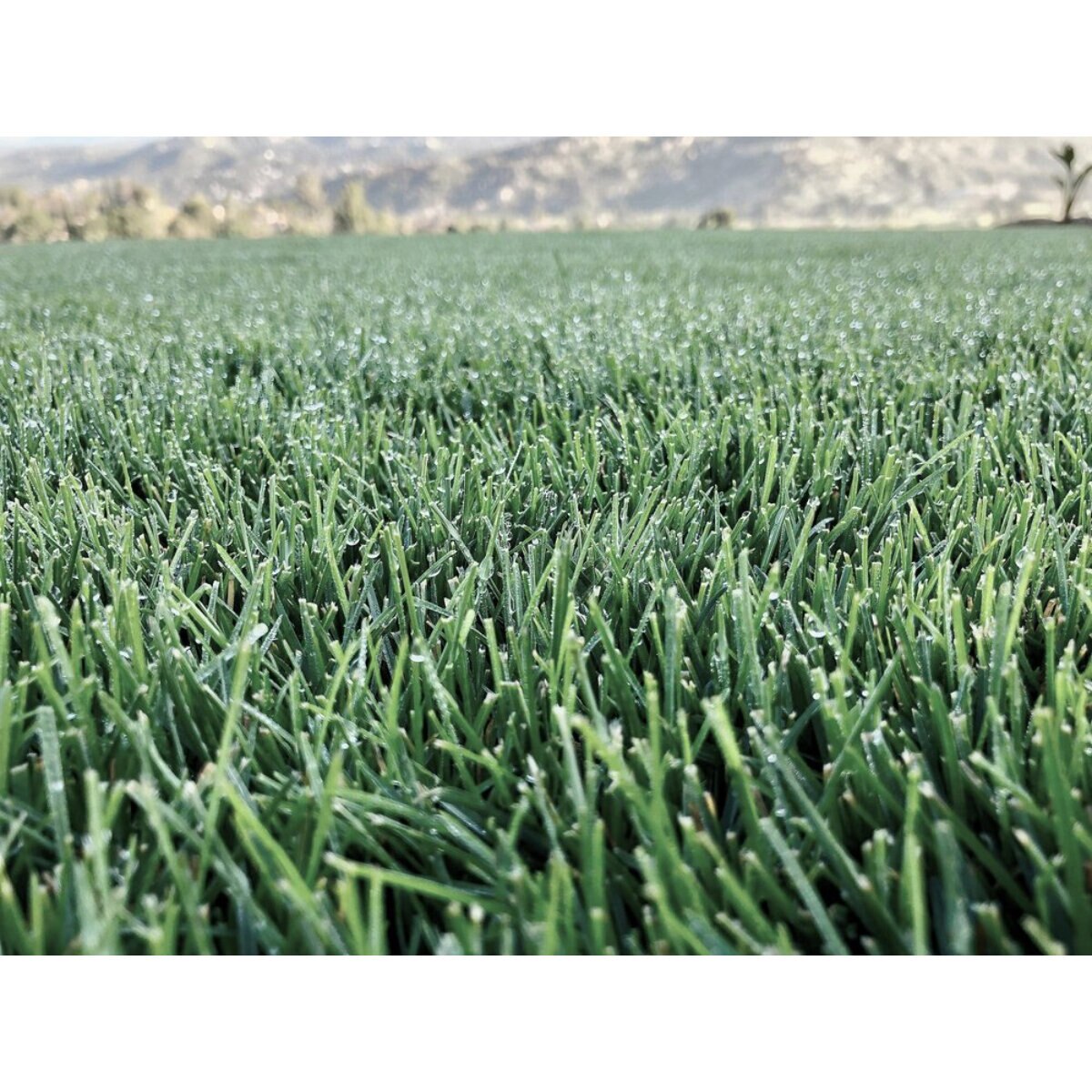 Bluegrass Sod Healthy Grass Technology (HGT) Kentucky Bluegrass (per sq ...