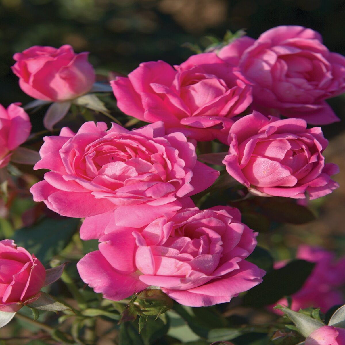 Rosa X Double Pink Knock Out Rose | SiteOne