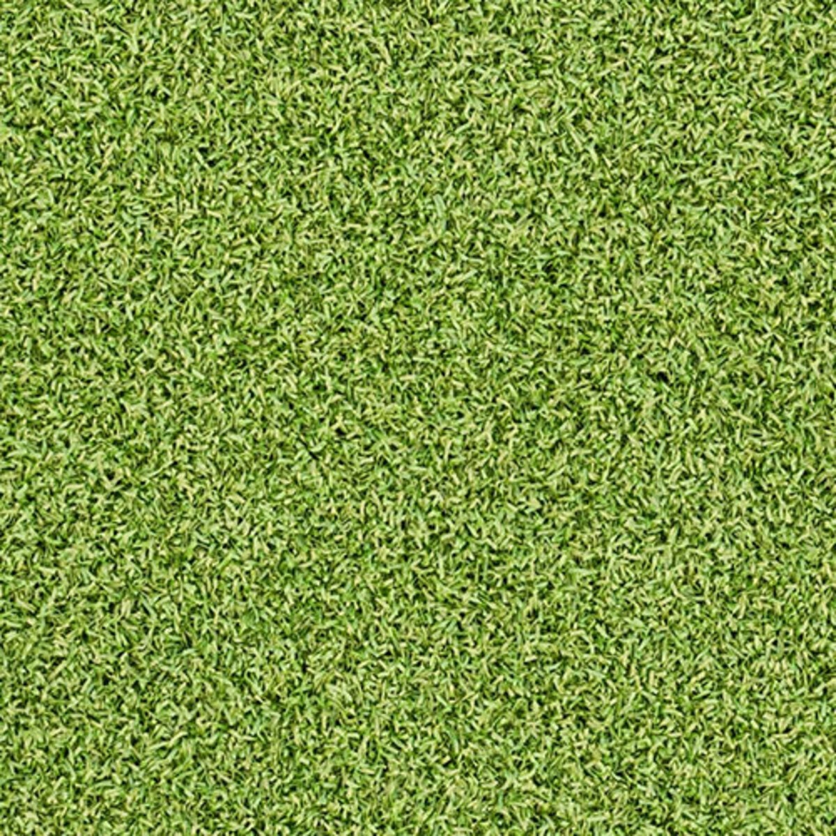 MSI Putting Green Turf 78 oz. Face Weight 15 ft. x 100 ft. Roll ...